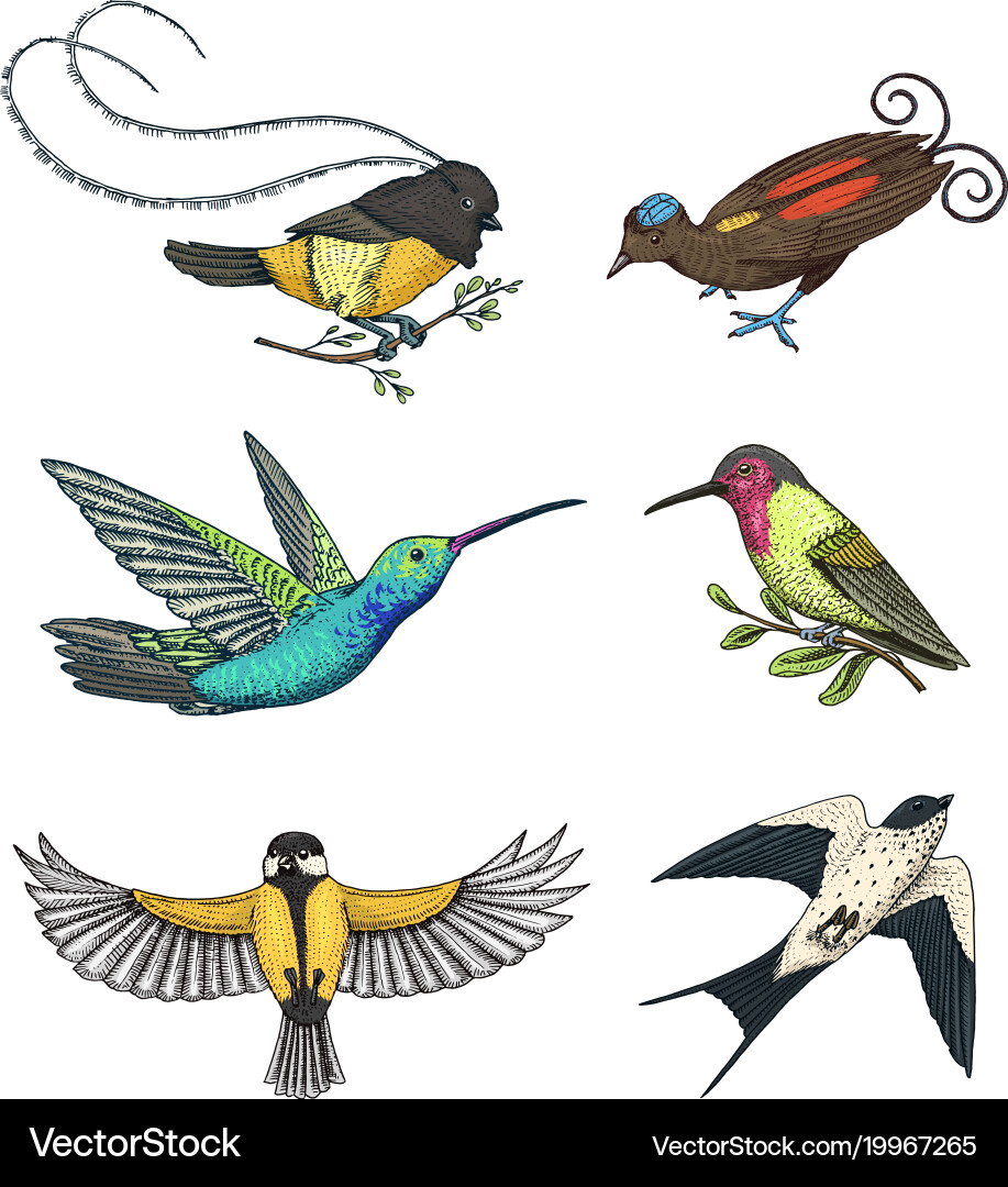 Small birds paradise barn swallow or martlet Vector Image