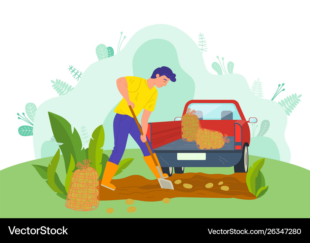 Farming man on potato field picking veggies Vector Image