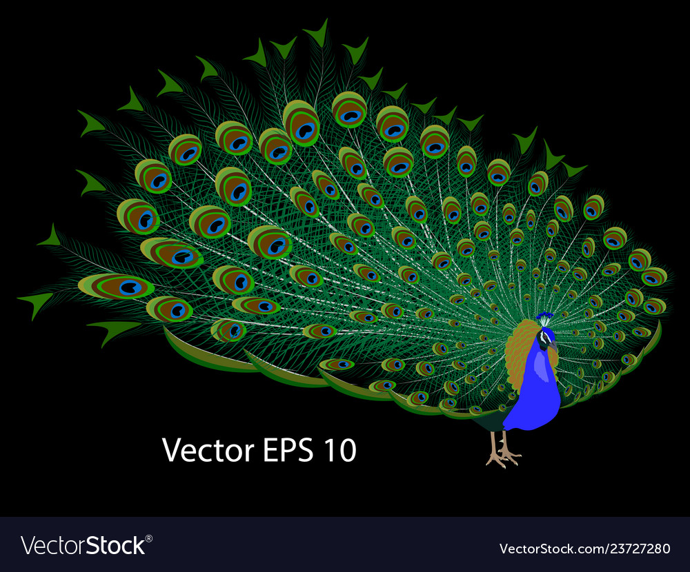 Peacock Royalty Free Vector Image Vectorstock