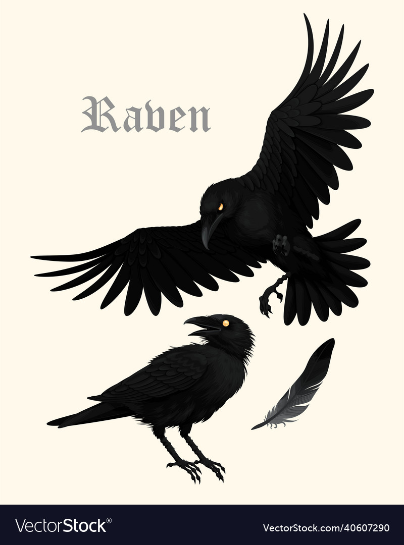 Set of high detailed black ravens Royalty Free Vector Image