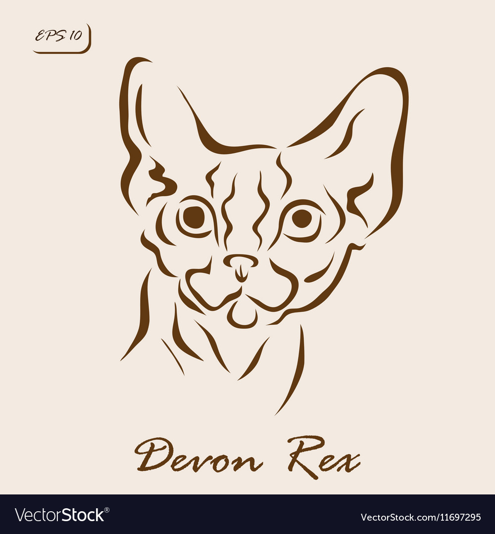 Devon rex Royalty Free Vector Image - VectorStock