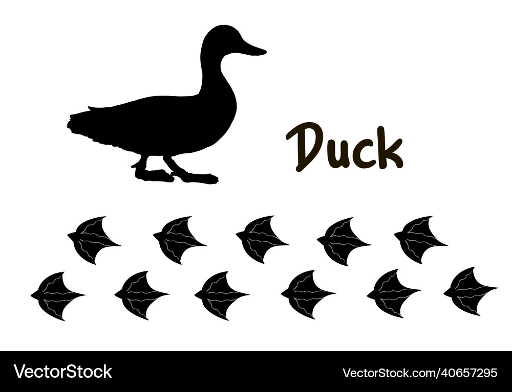 Duck silhouette and trail track isolated Vector Image