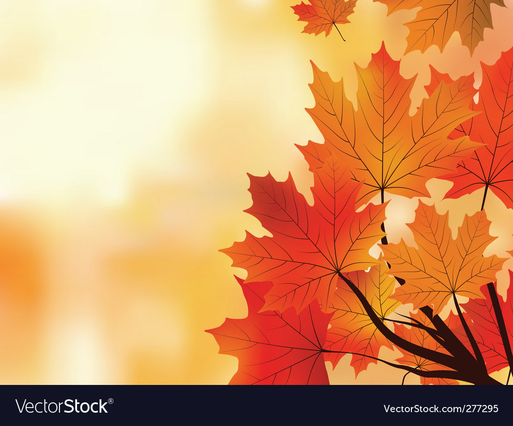 Maple tree leaves Royalty Free Vector Image - VectorStock Maple tree leaves Royalty Free Vector Image - VectorStock