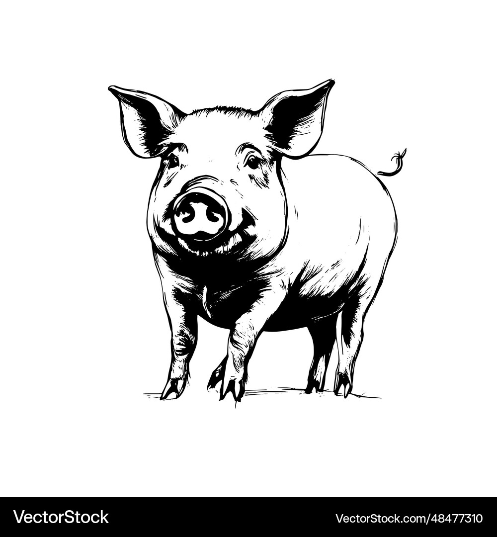 Pig animal for design sketch Royalty Free Vector Image