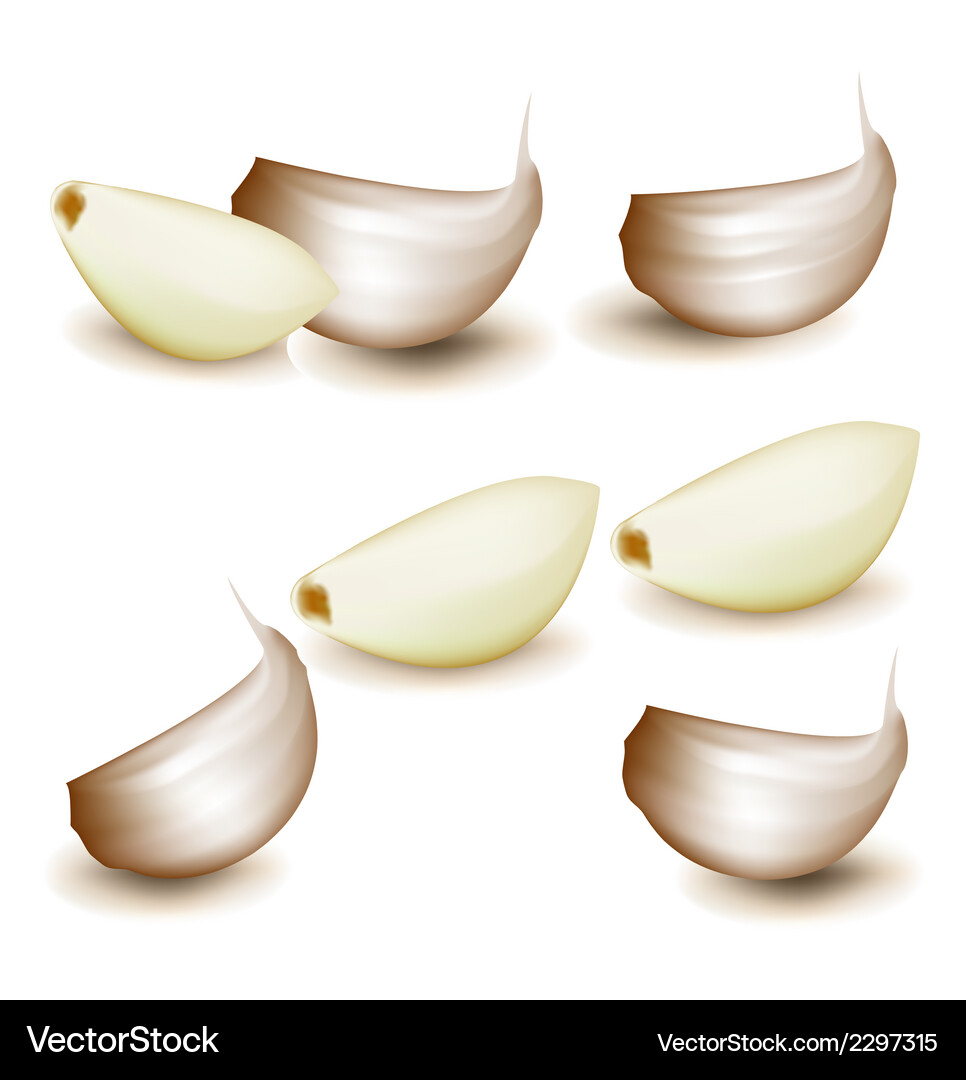 Cloves of garlic Royalty Free Vector Image - VectorStock