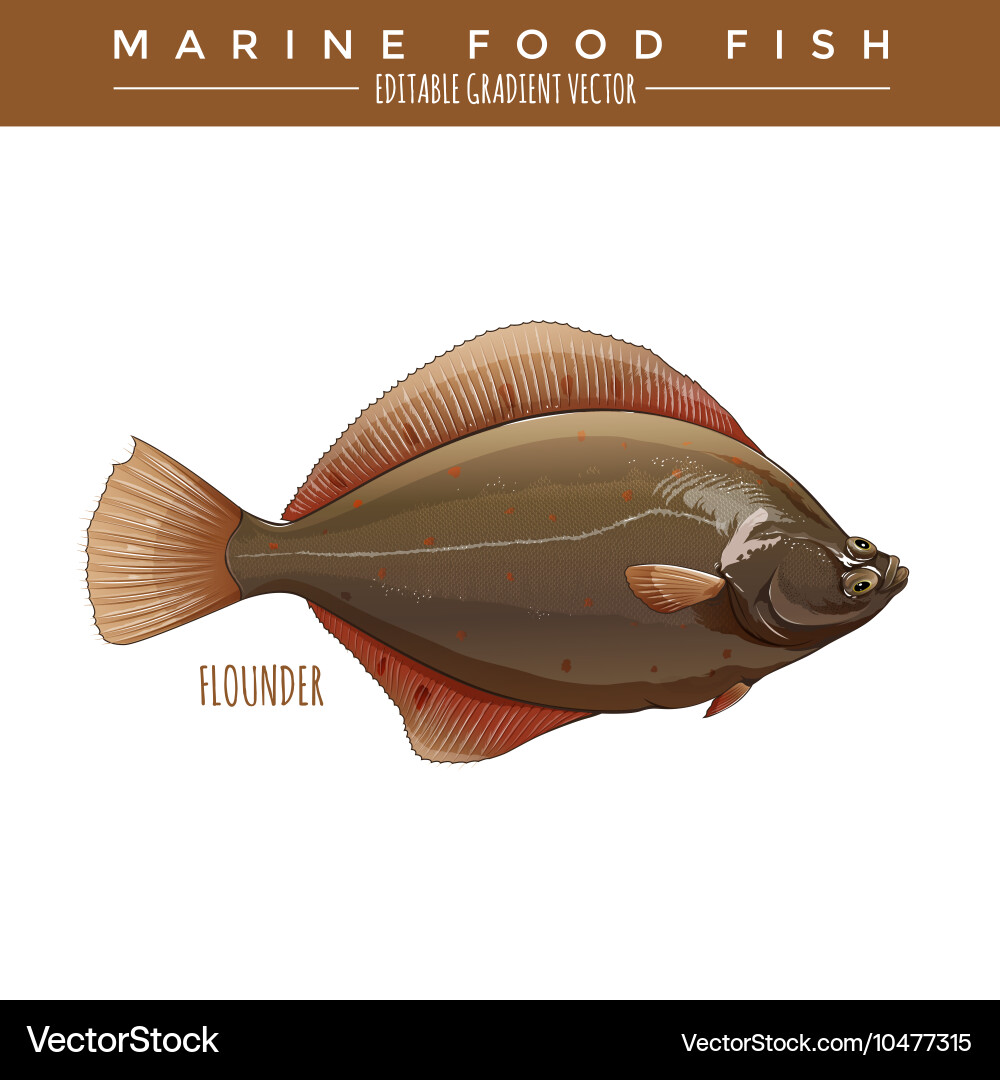 Flounder marine food fish Royalty Free Vector Image