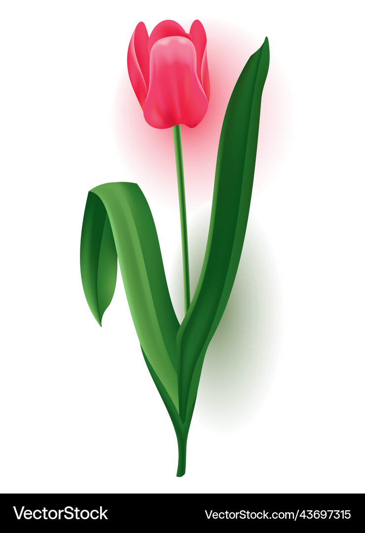 Realistic tulip with bud stem green leave Vector Image