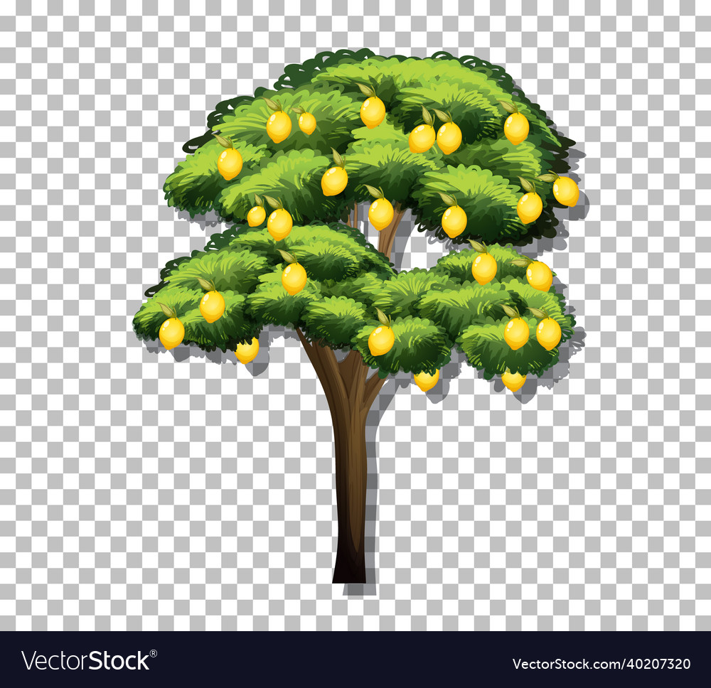 Lemon tree on transparent background Royalty Free Vector