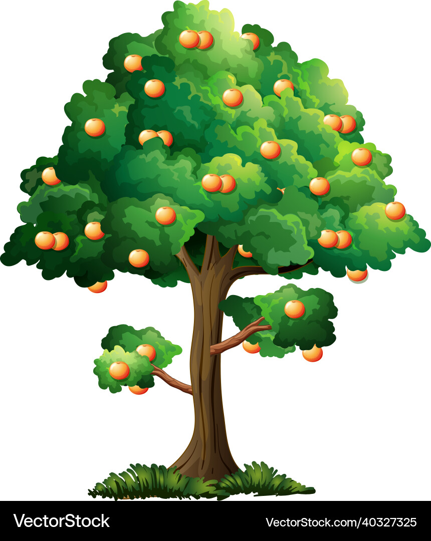 Orange fruit tree in cartoon style isolated Vector Image