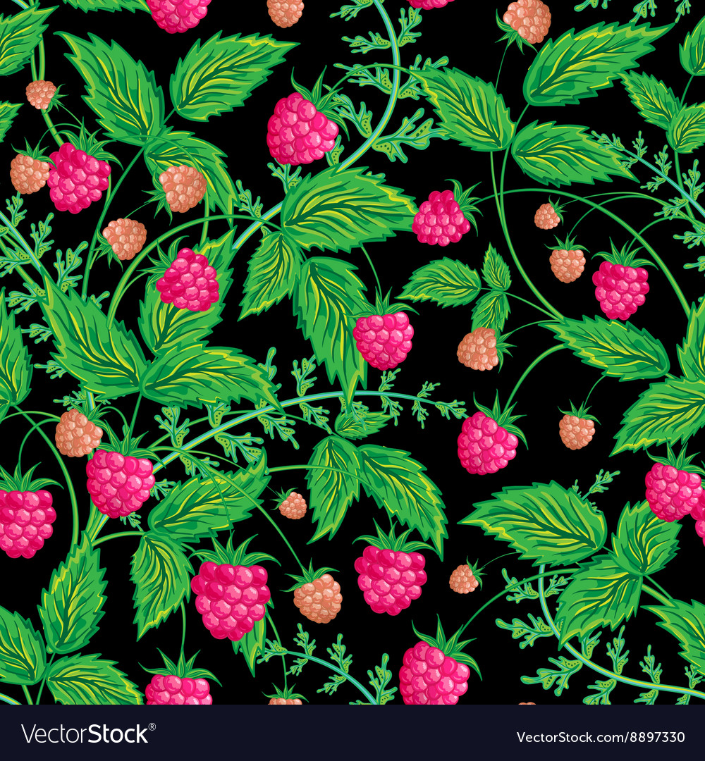 Raspberries seamless pattern with raspberry Vector Image