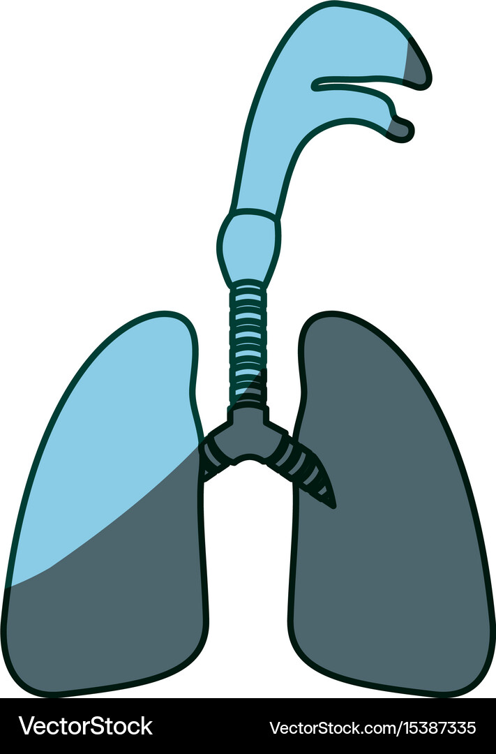 Blue color shading silhouette respiratory system Vector Image