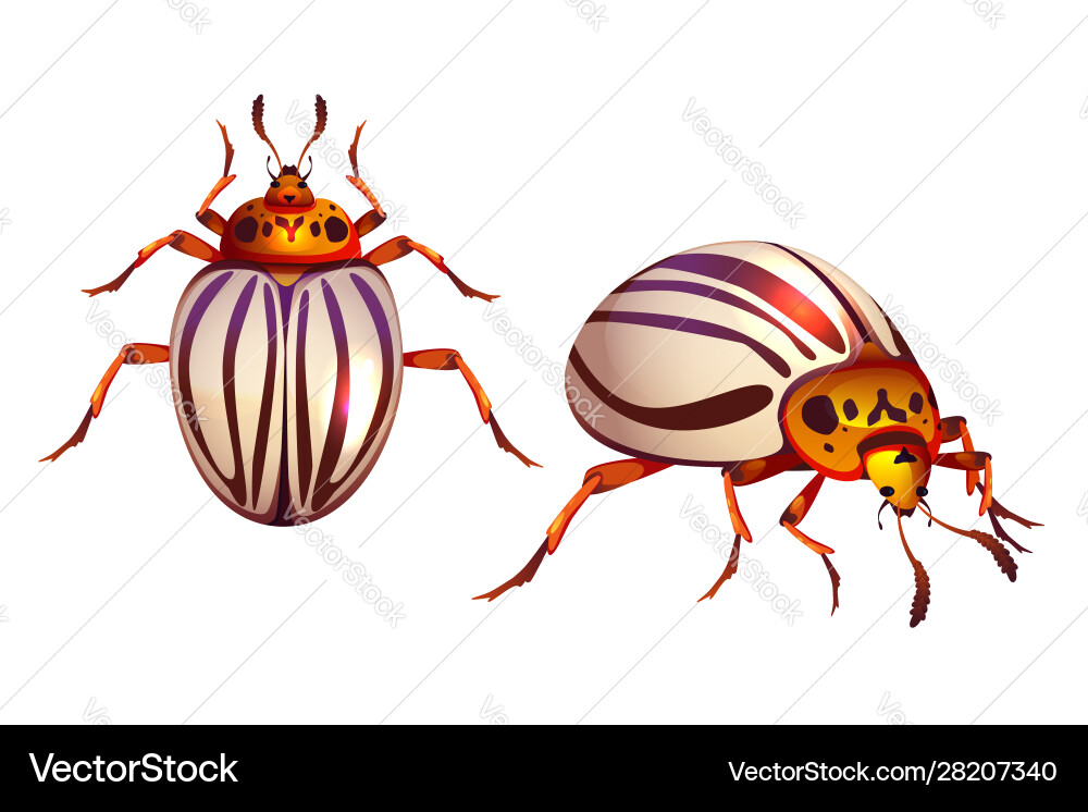 Colorado beetle potato bug realistic striped pest Vector Image