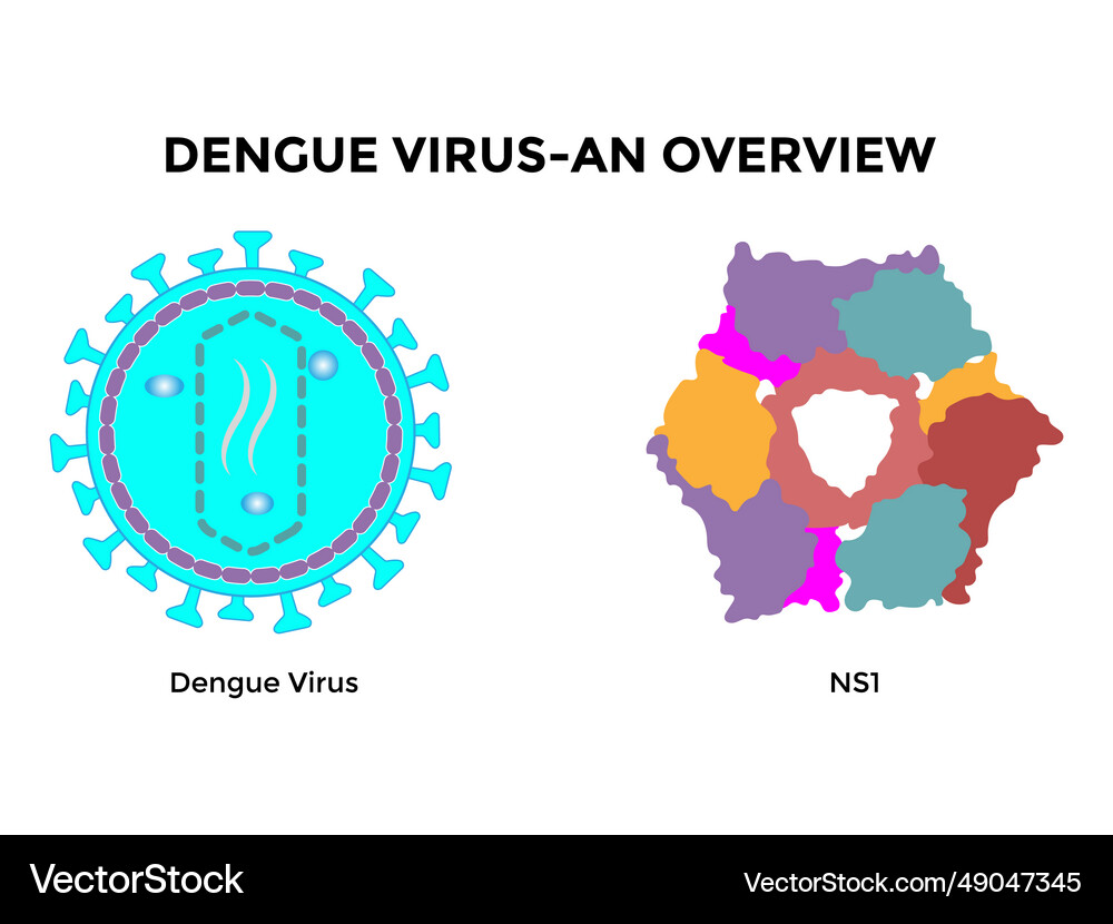 Dengue virus denv is the cause Royalty Free Vector Image