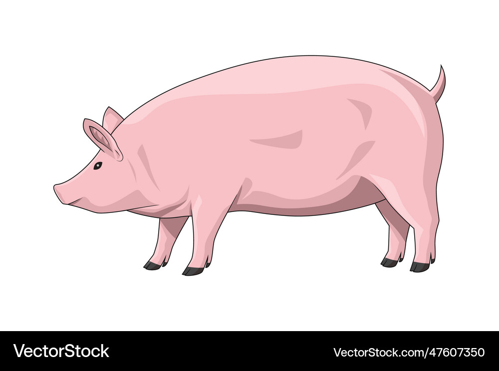 Big fat pig isolated on white Royalty Free Vector Image