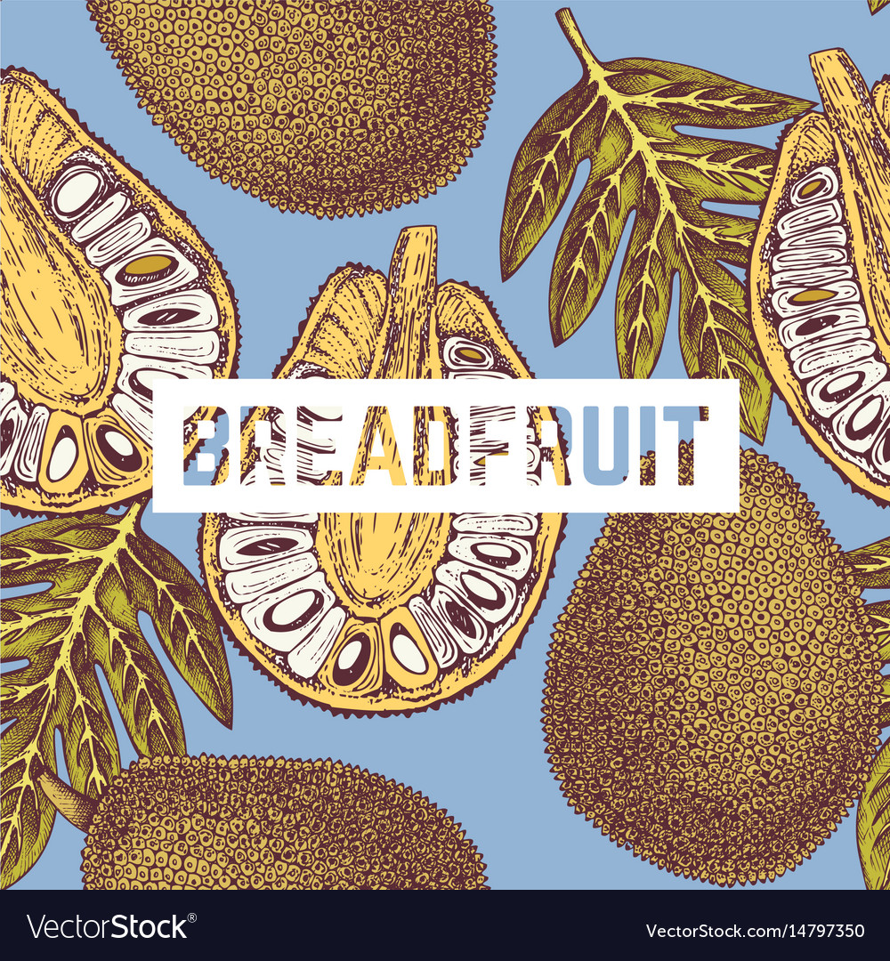 Breadfruit background Royalty Free Vector Image