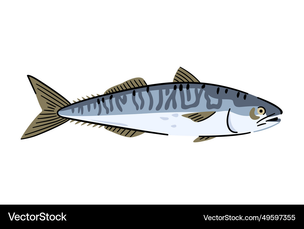 Mackerel commercial seafood fish isolated design Vector Image