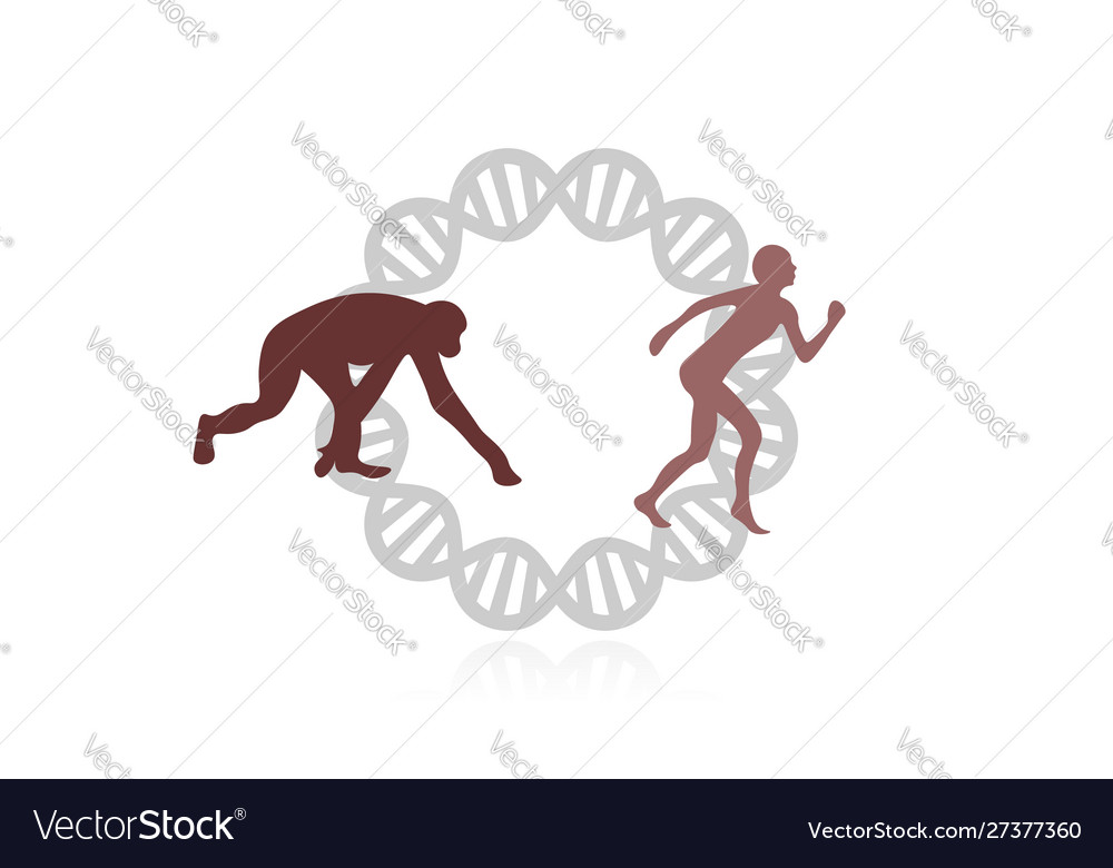 Evolution species Royalty Free Vector Image - VectorStock