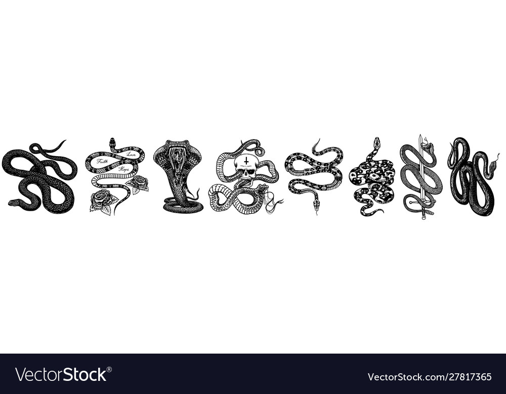 Vintage snake set skeleton royal python Royalty Free Vector
