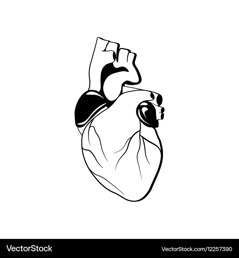 Isolated Human Heart Anatomy Royalty Free Vector Image
