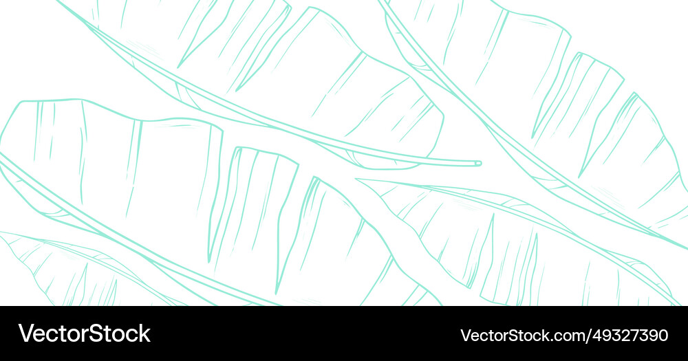 Light green banana leaf outline abstract Vector Image
