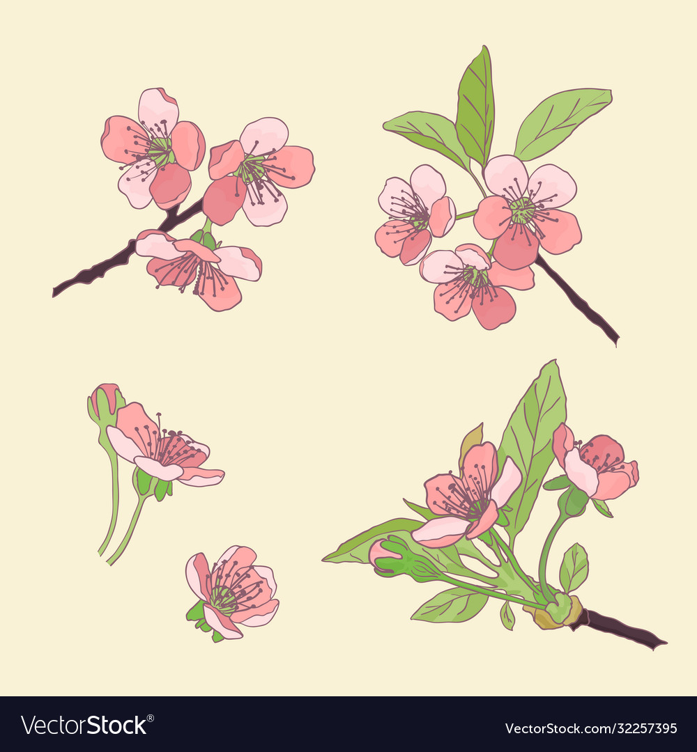 Set-cherry blossoms blooming cherry spring Vector Image