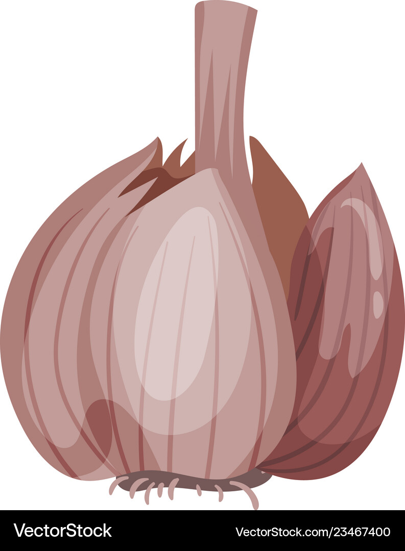 Open garlic head with separated cloves natural Vector Image