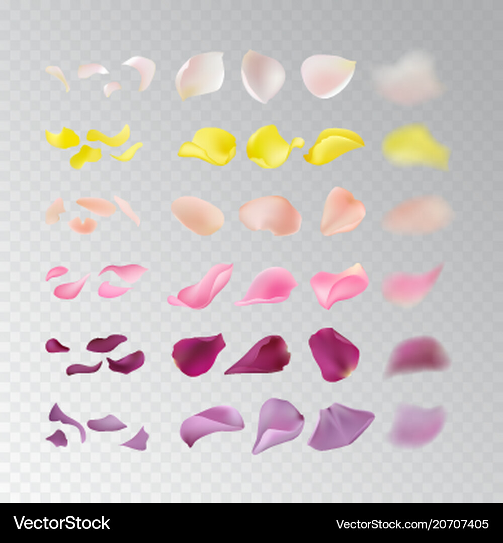 Set of rose petals Royalty Free Vector Image - VectorStock