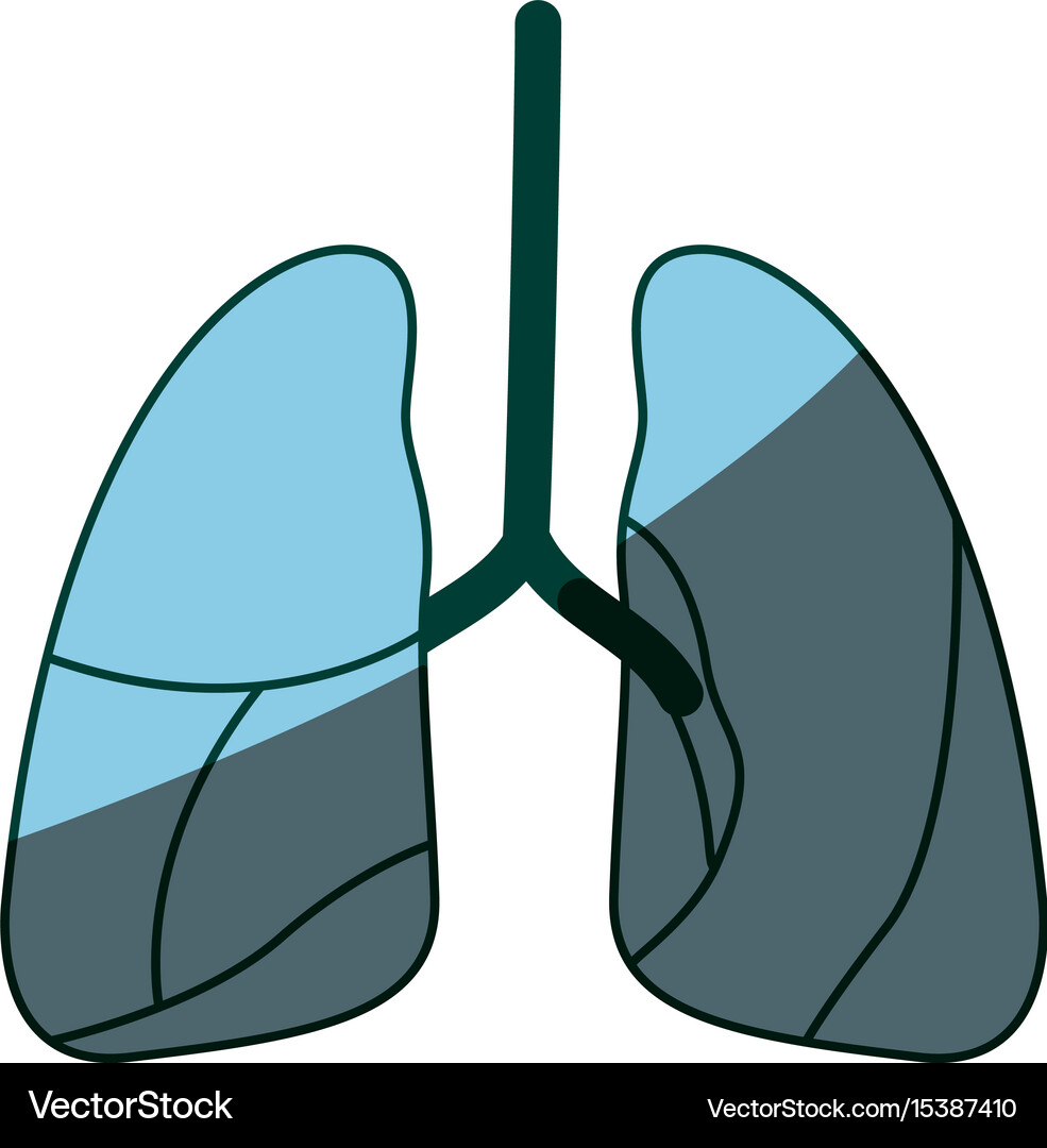Blue color shading silhouette respiratory system Vector Image