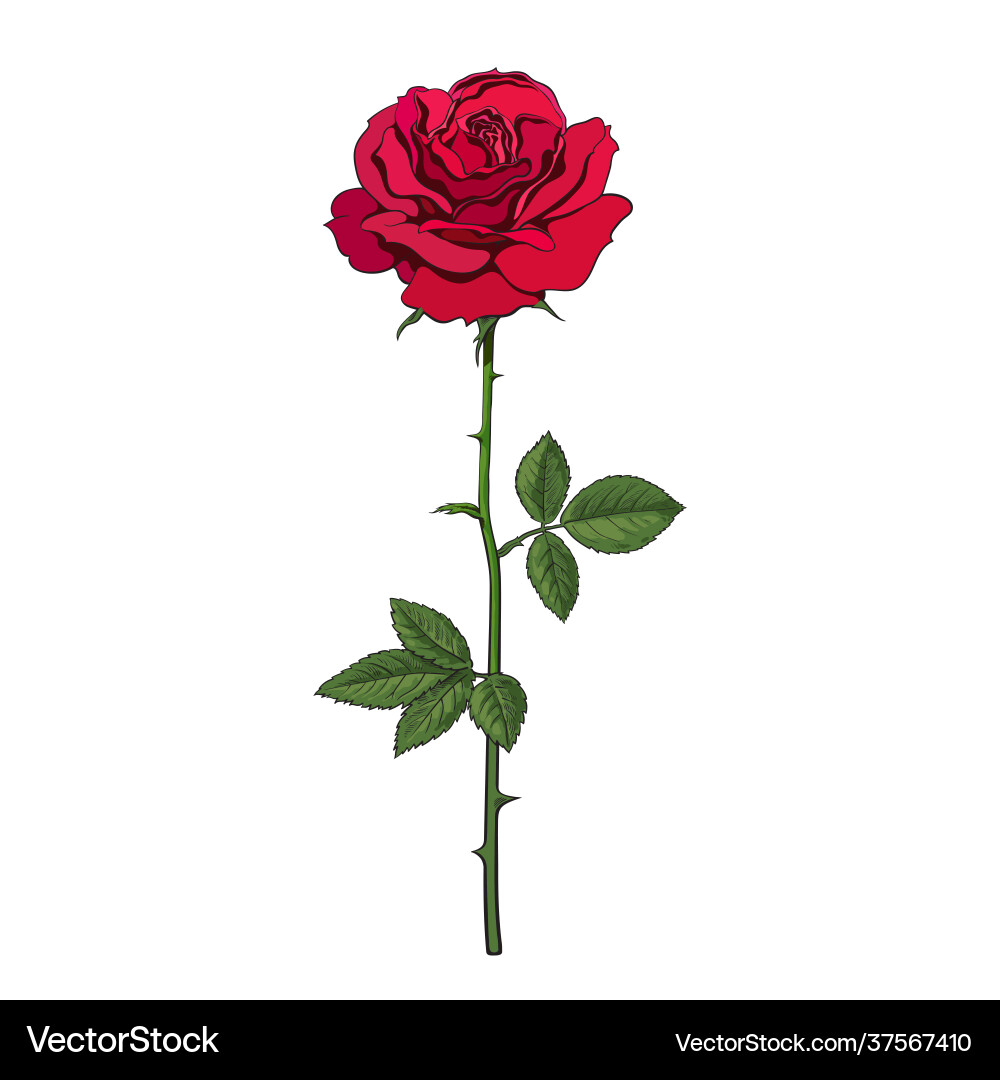 Decorative hand drawn dark red rose flower with Vector Image
