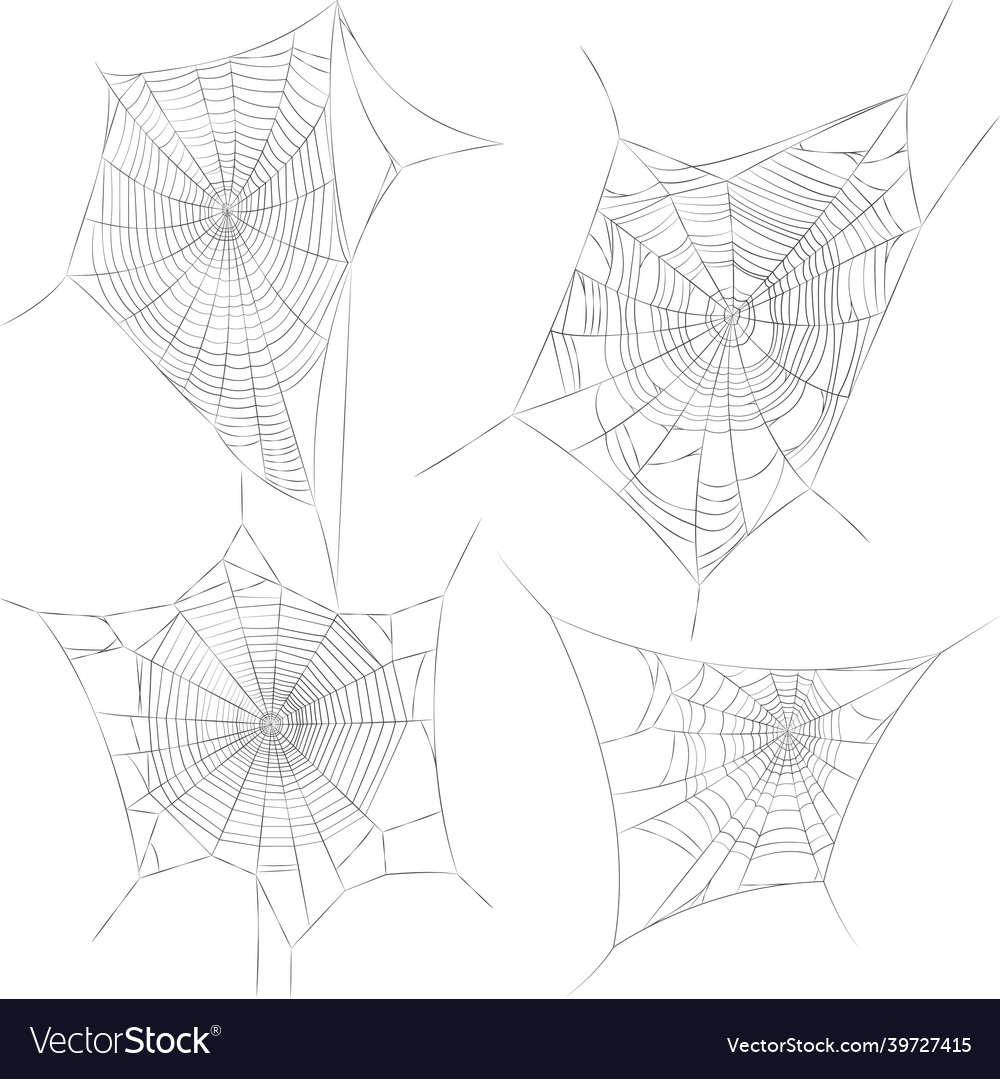 Spider web Royalty Free Vector Image - VectorStock