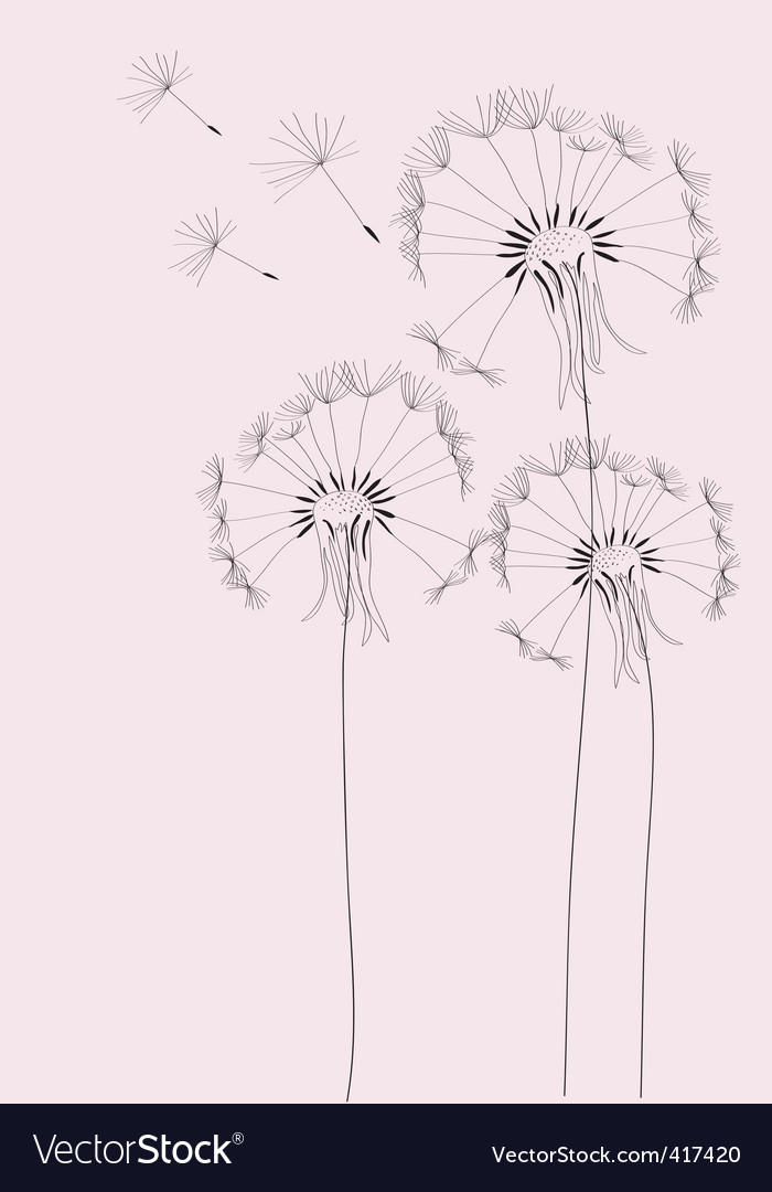 Dandelion Royalty Free Vector Image - VectorStock