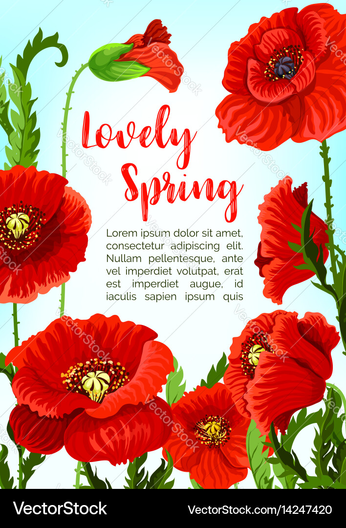 Poppy flowers for spring time holidays Royalty Free Vector