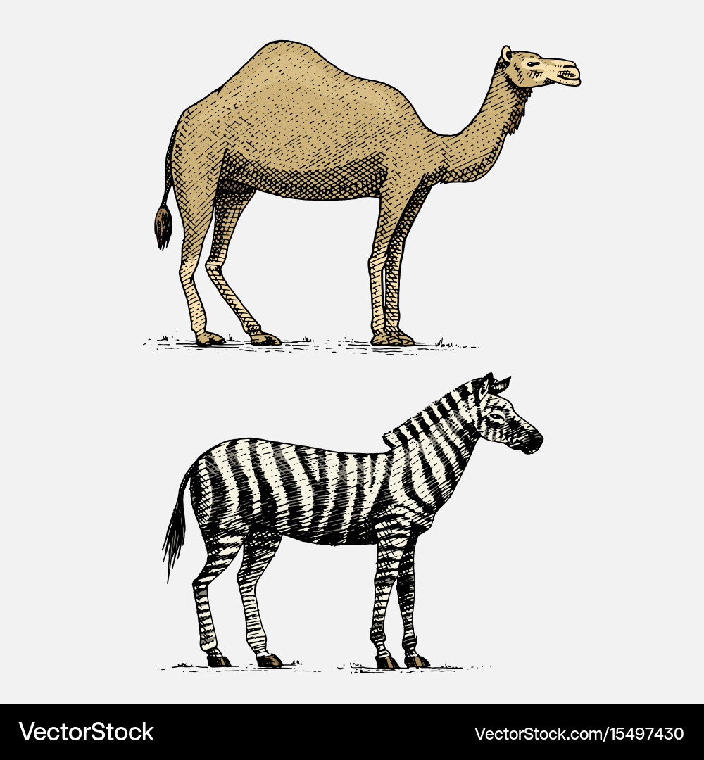 Camel and zebra hand drawn engraved wild animals Vector Image