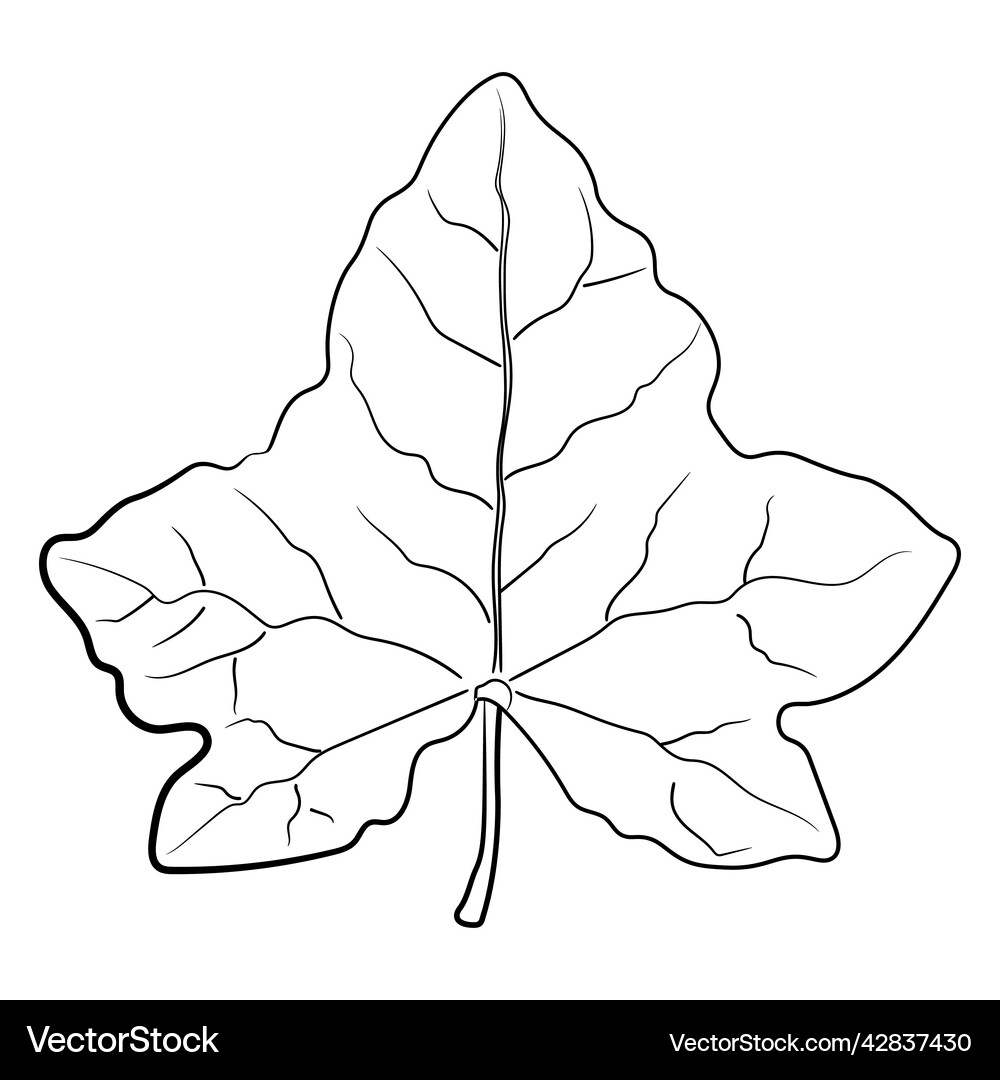 Drawing of leaf isolated on white Royalty Free Vector Image