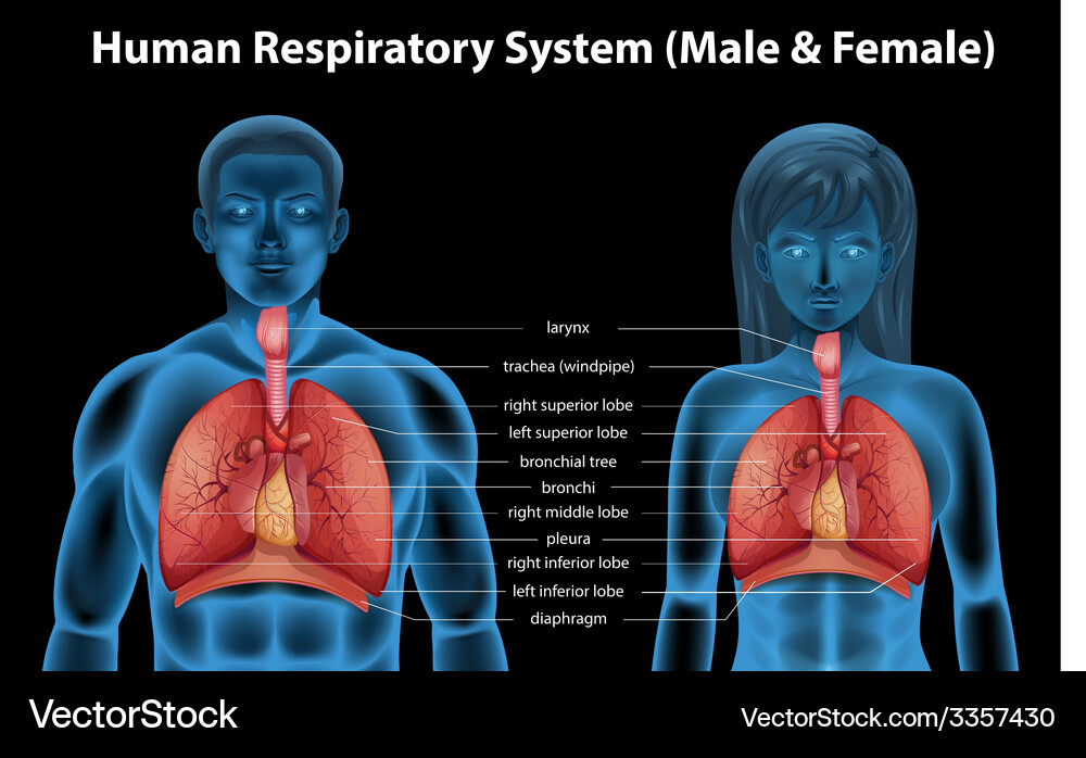 Human respiratory system Royalty Free Vector Image
