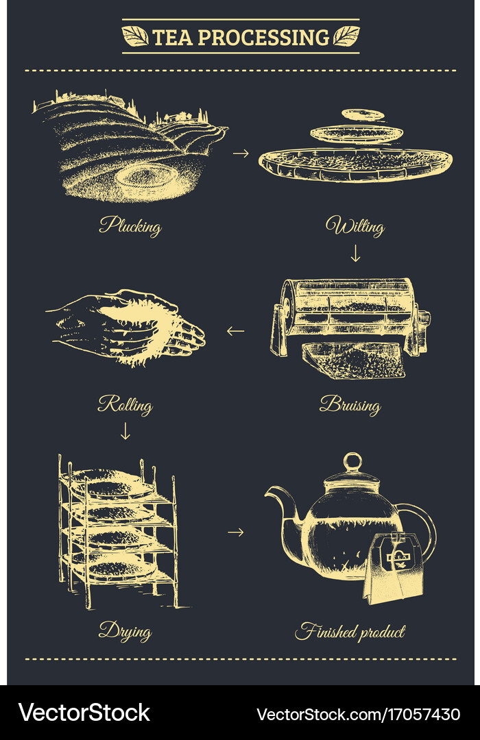 Infographics with of tea Royalty Free Vector Image