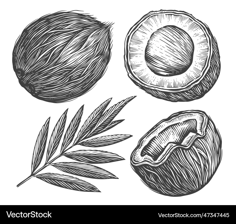 Coconut with palm leaf sketch tropical Royalty Free Vector