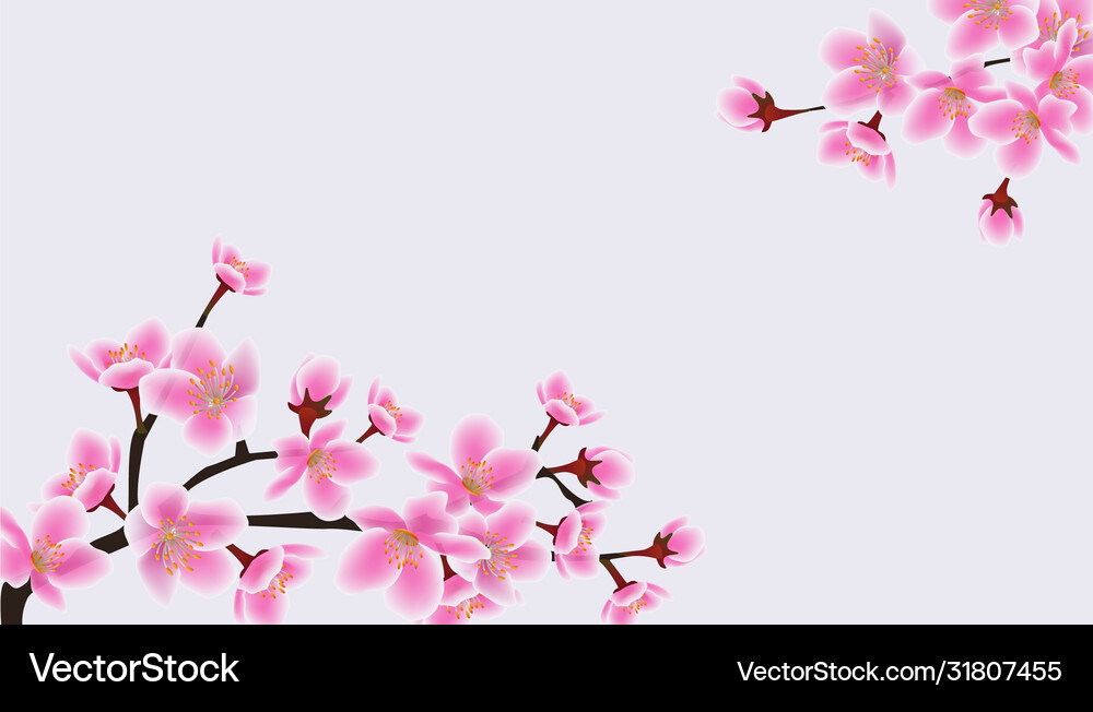 Cherry blossom sakura tree banner with blank copy Vector Image