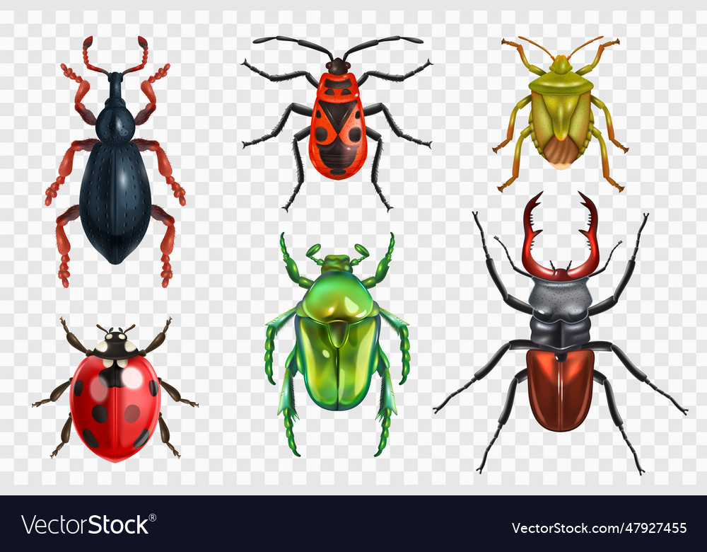 Realistic insect beetle set Royalty Free Vector Image