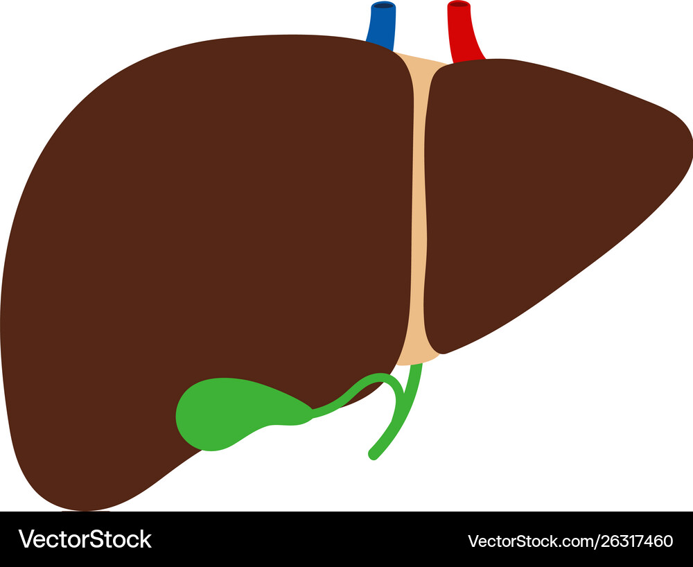 Liver and gallbladder isolated on white background