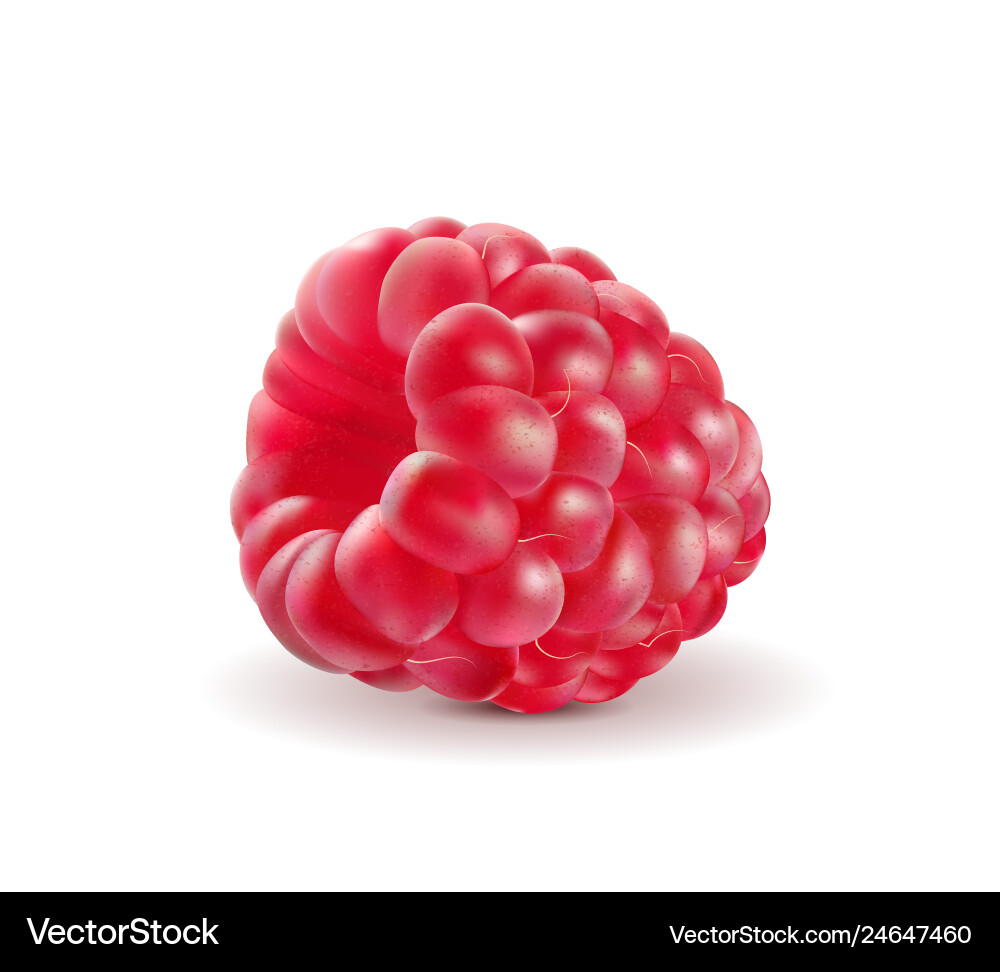 Ripe raspberries isolated on white background Vector Image