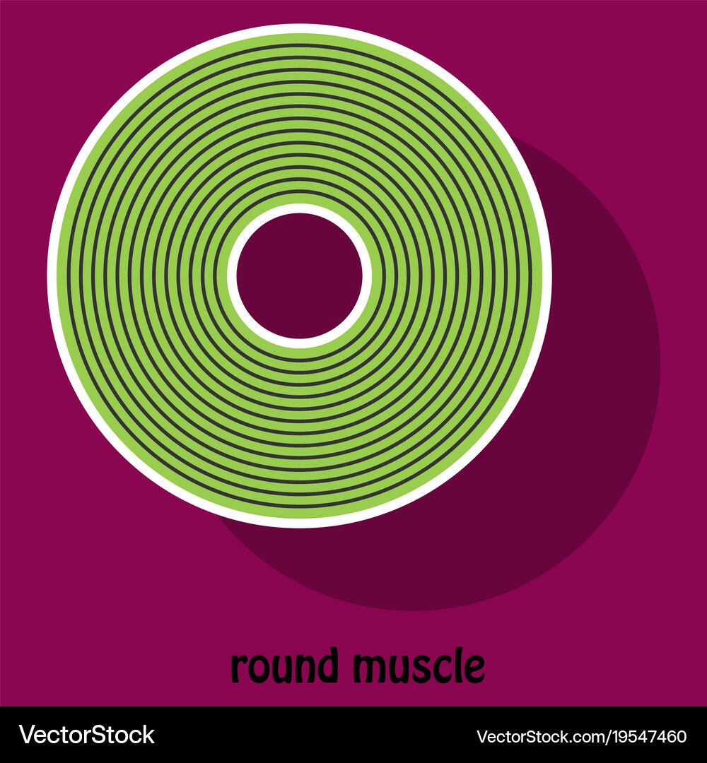 Structure skeletal muscle anatomy Royalty Free Vector Image