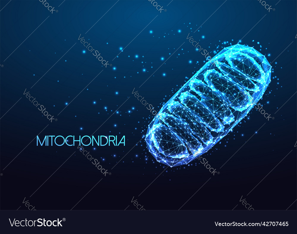 Mitochondria Organelle