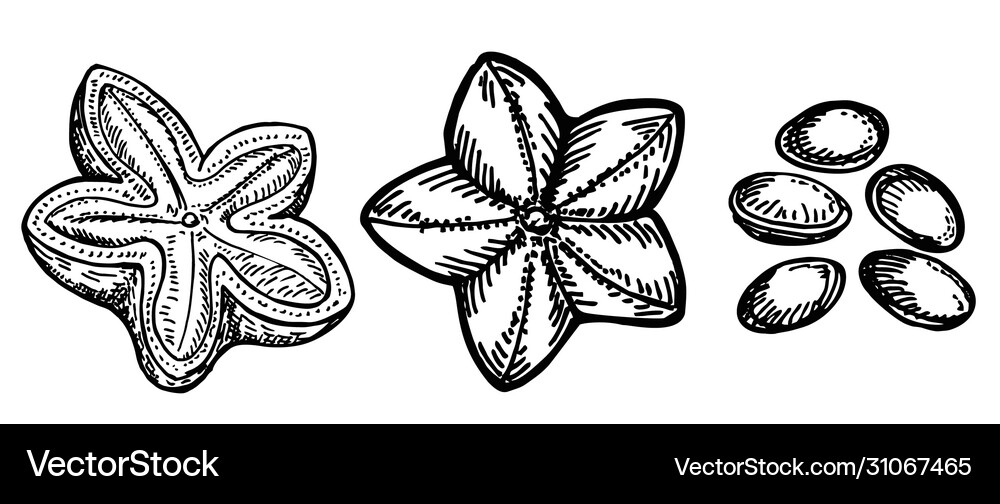 Hand drawn sacha inchi seed engraved Royalty Free Vector