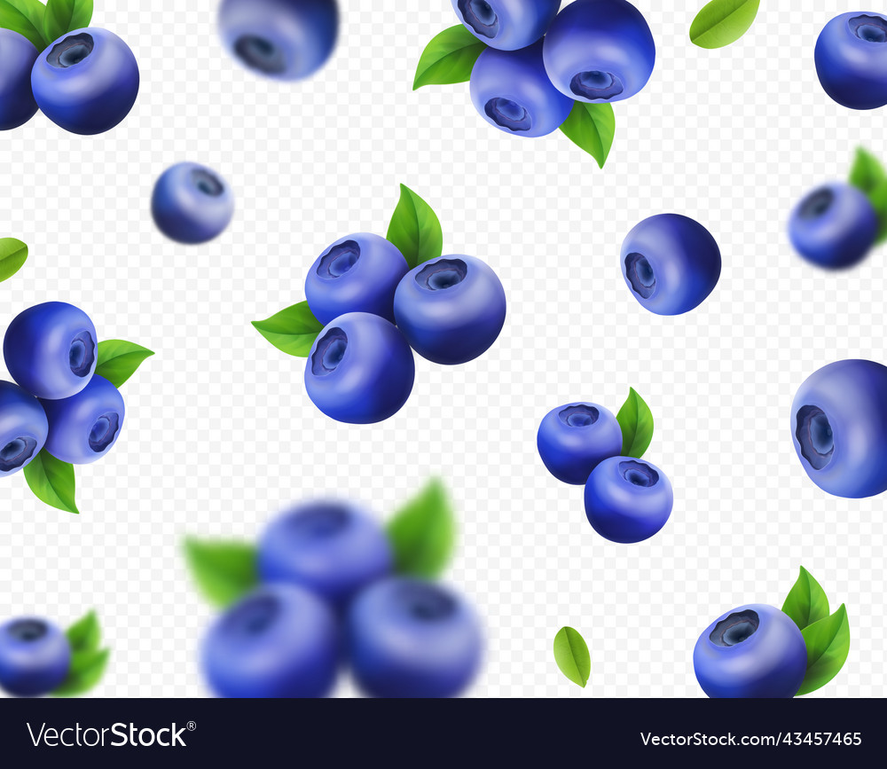 Realistic blueberries on transparent background Vector Image