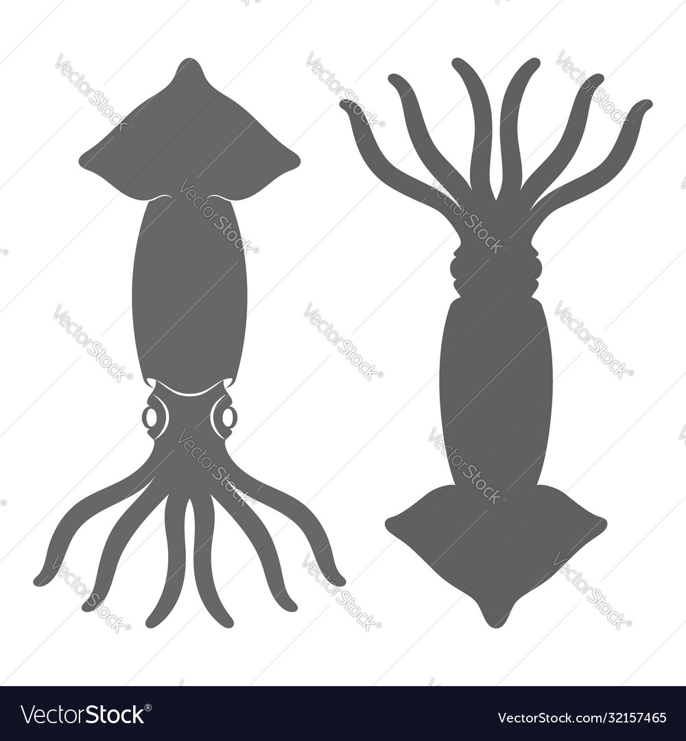 Squids Royalty Free Vector Image - VectorStock