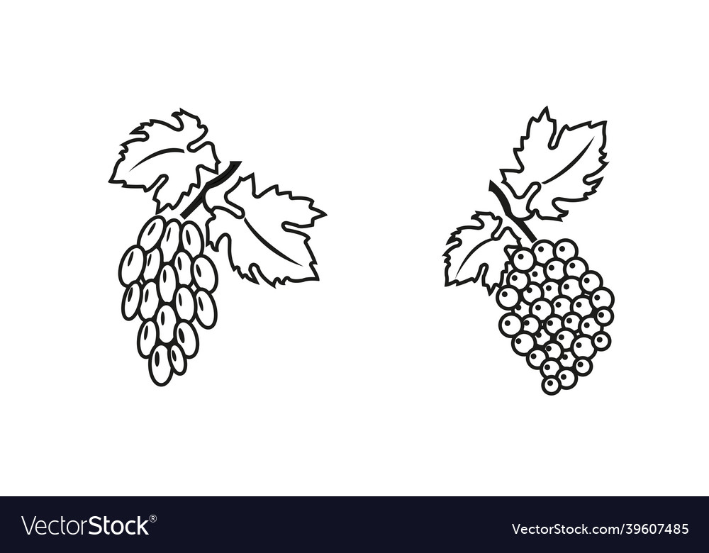 2 grapes Royalty Free Vector Image - VectorStock