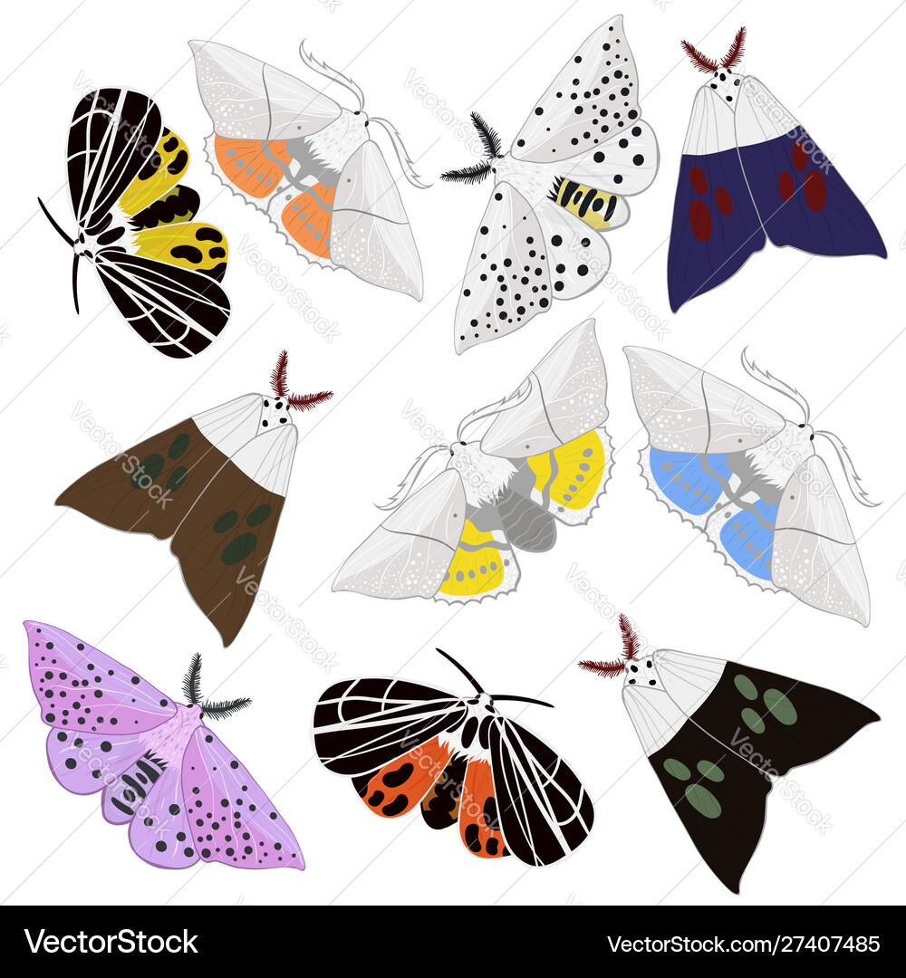 Collection moths isolated on white background Vector Image