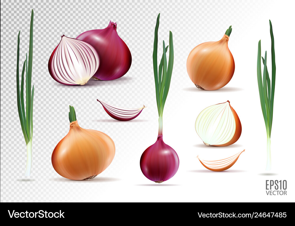 Collection onions with slices isolated Royalty Free Vector