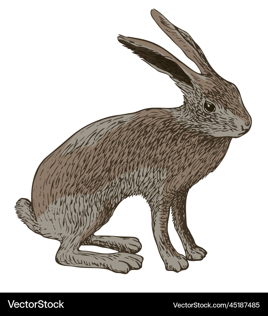 Realistic drawing sketch wild a hare tolai Vector Image
